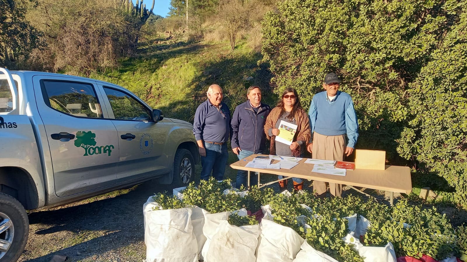 Vecinos de Coinco reciben árboles de quillay para forestación ...